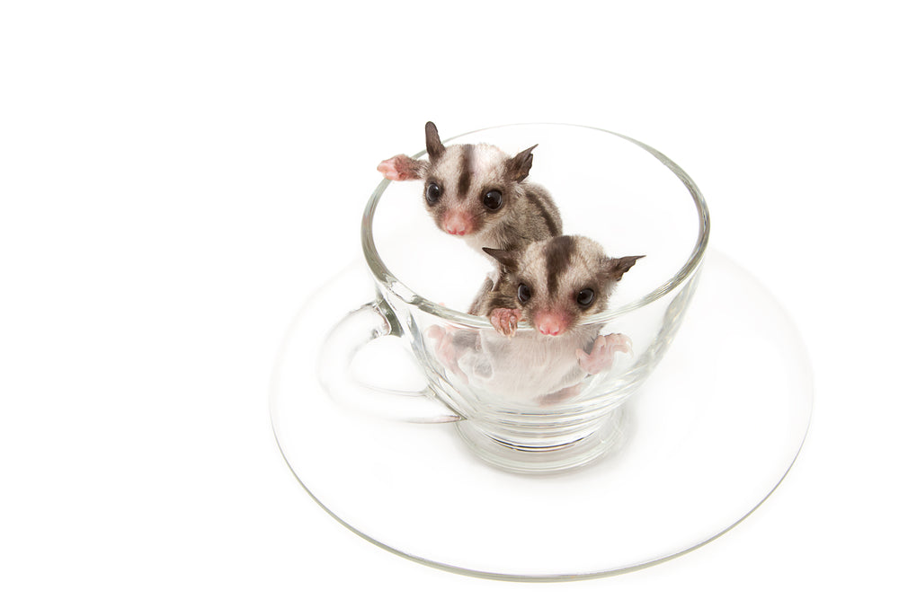 Sugar Glider Joeys & Stages of Life Cycle