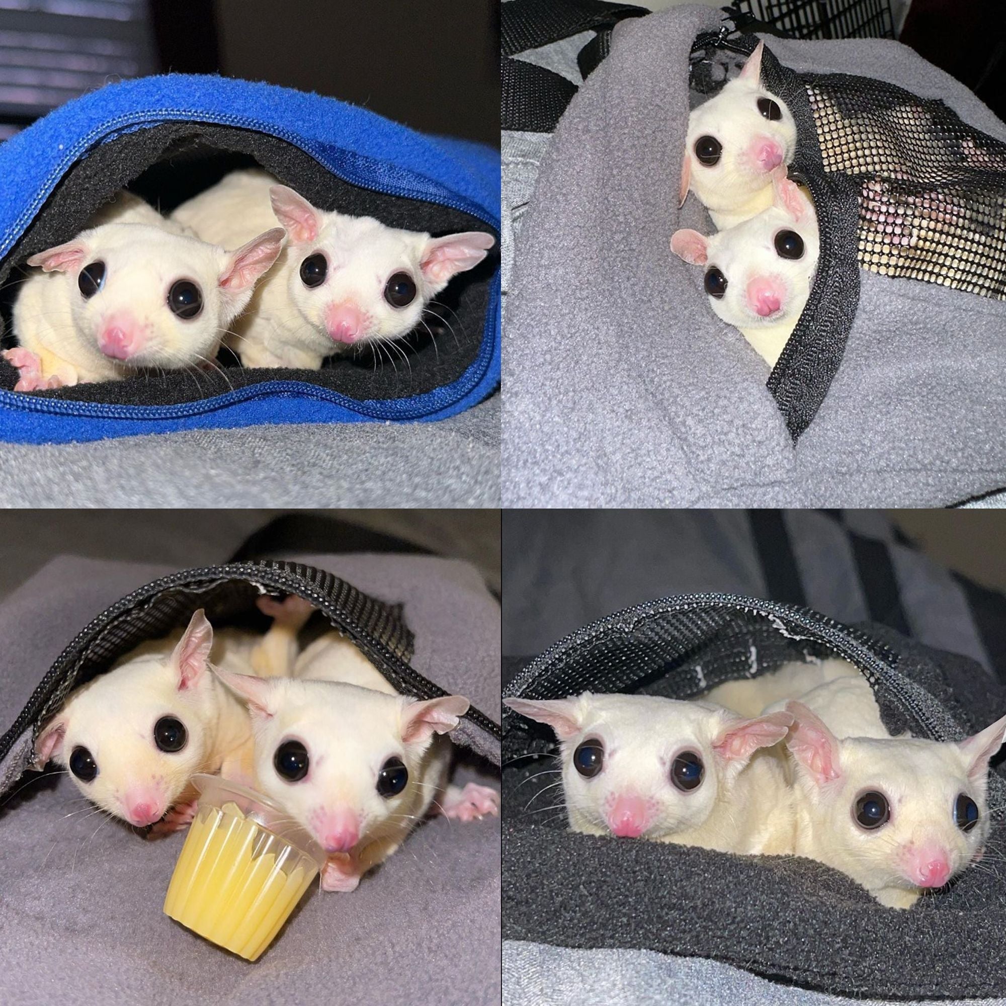 pouch sugar glider