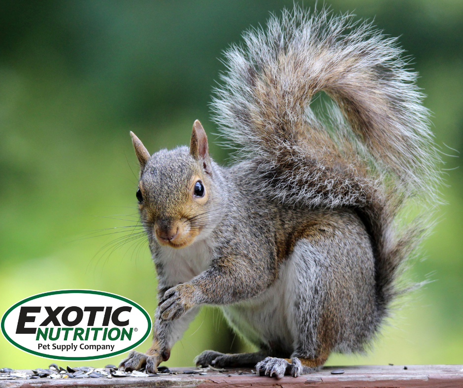 Comprehensive Squirrel Care Guide