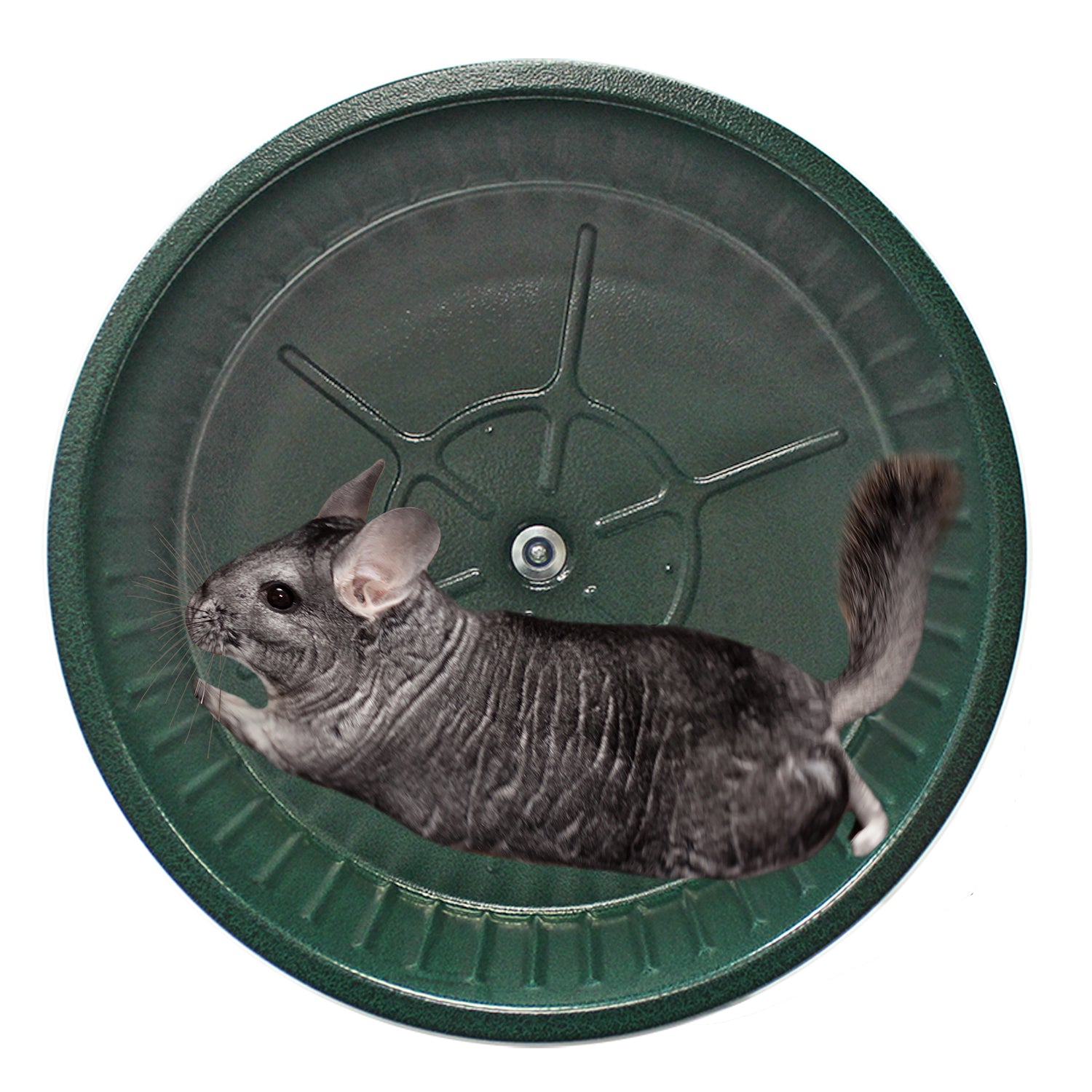 Exercise for Chinchillas