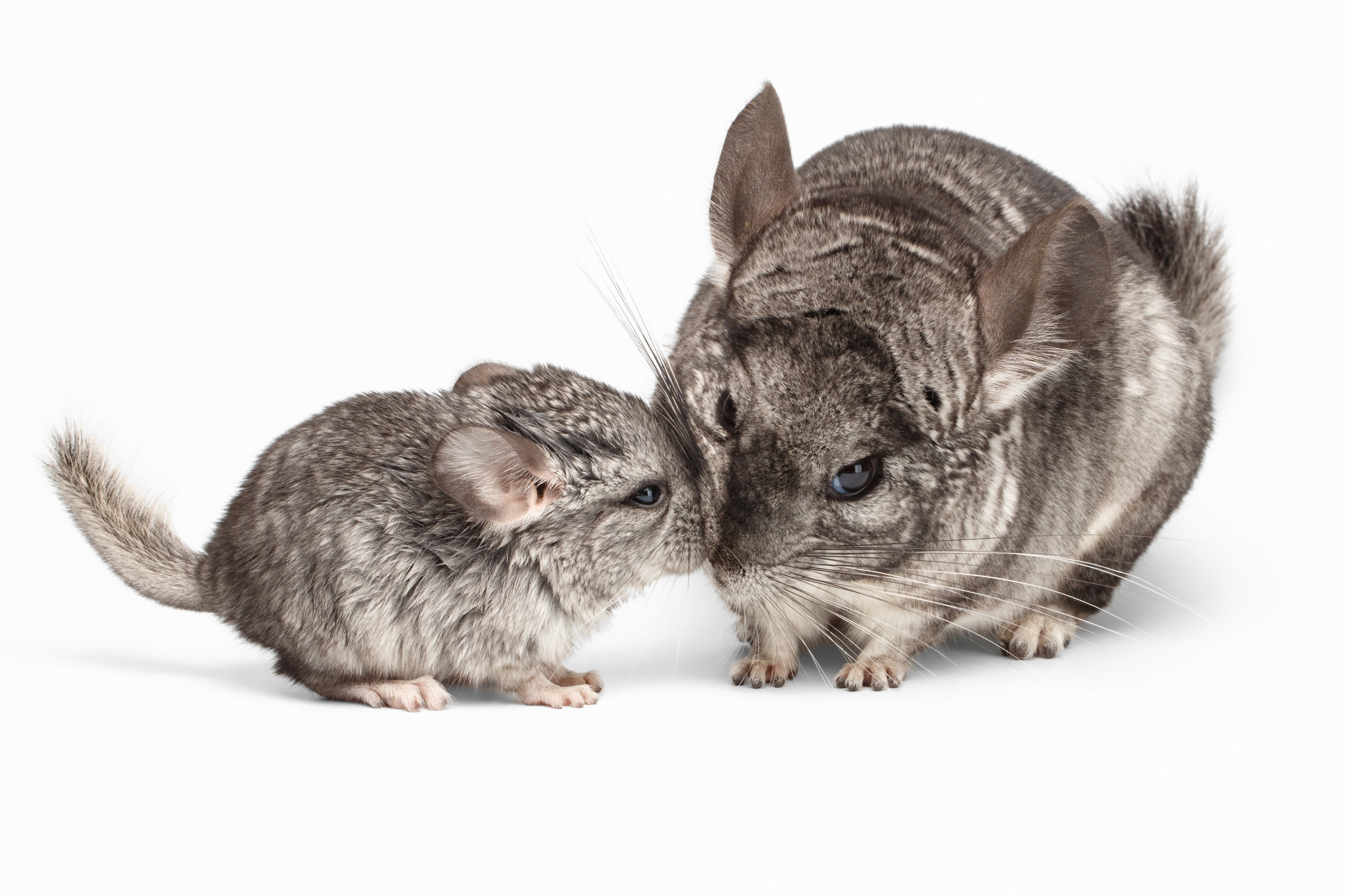 Five Signs Your Chinchilla May Be Sick