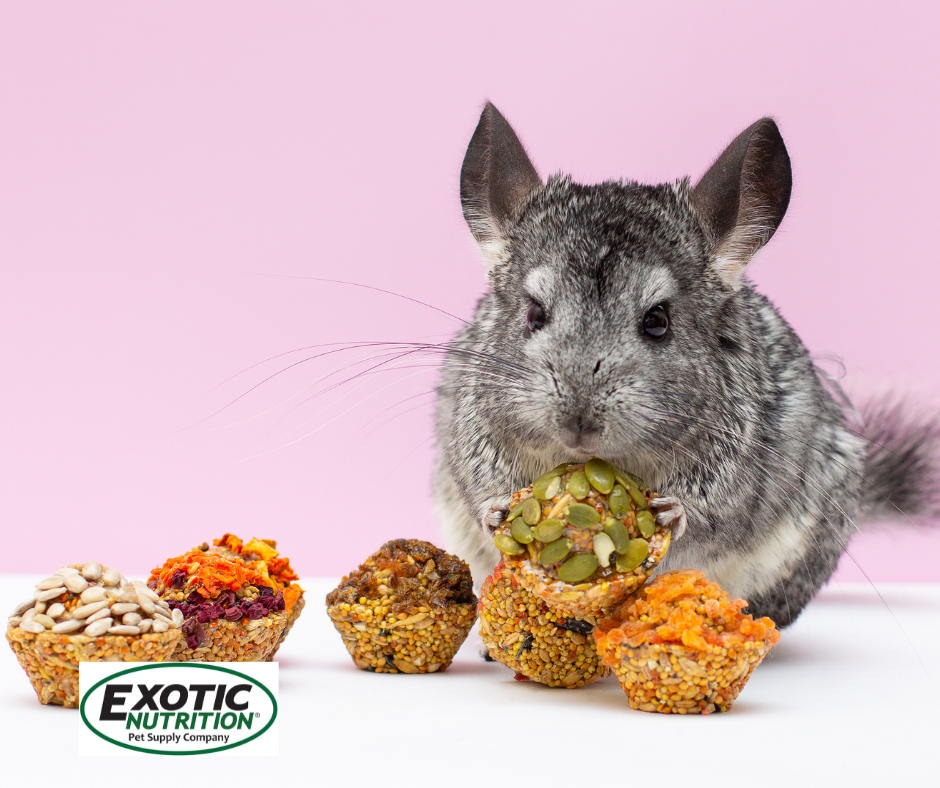 What Should Chinchillas Eat? A Guide to Proper Nutrition