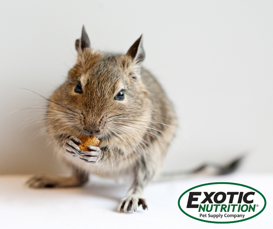 What Do Degus Eat? A Complete Guide to Degu Nutrition