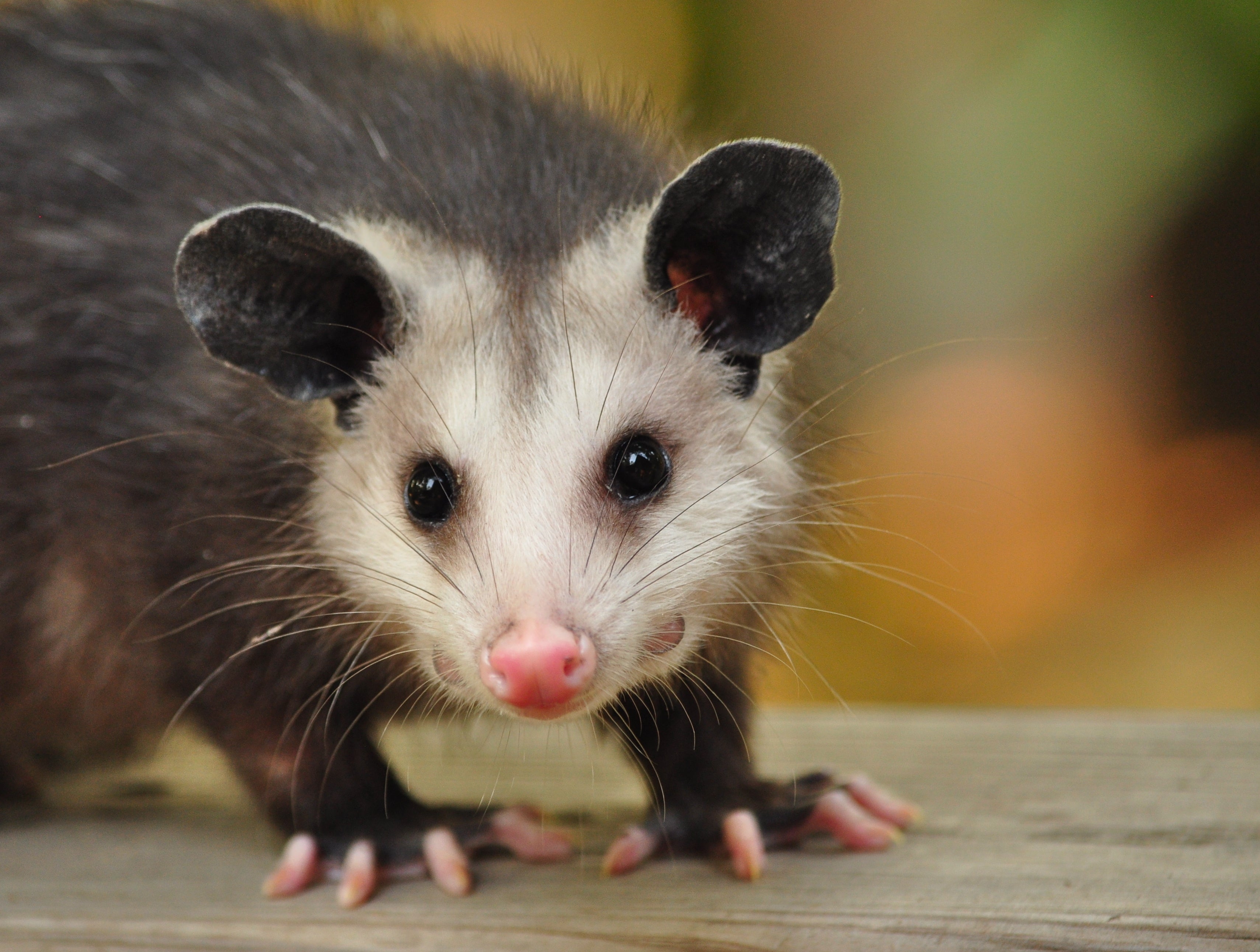 Opossum Help & Education