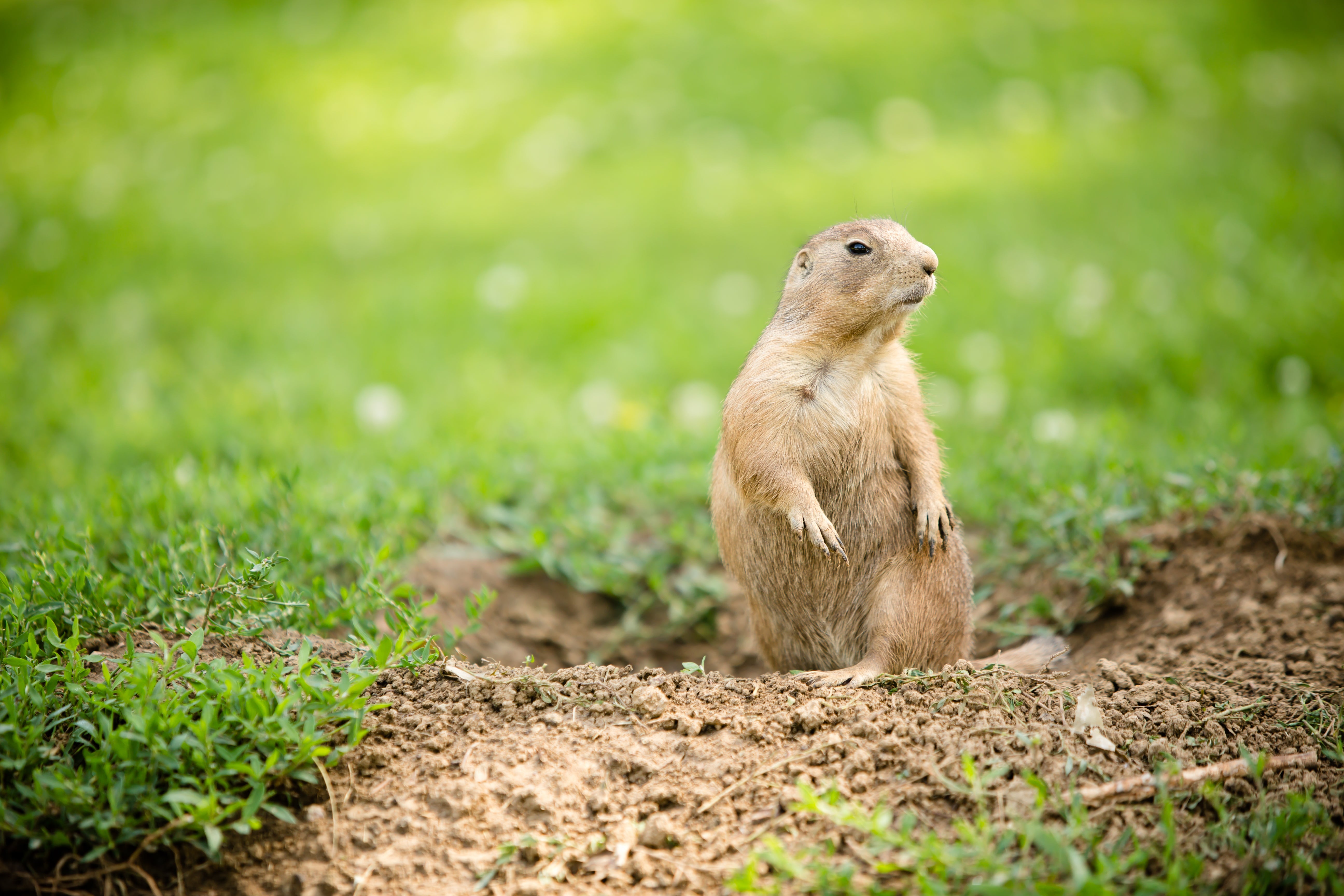 Comprehensive Care Guide for Baby Prairie Dogs