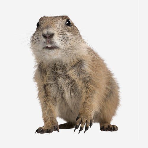 Supply Checklist Before Taking Your New Prairie Dog Home