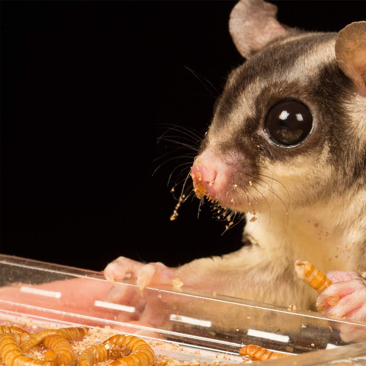 The Dirty Secrets About Sugar Glider Foods