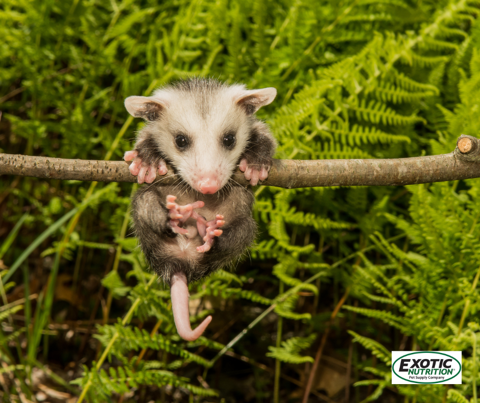 Caring for Baby Opossums