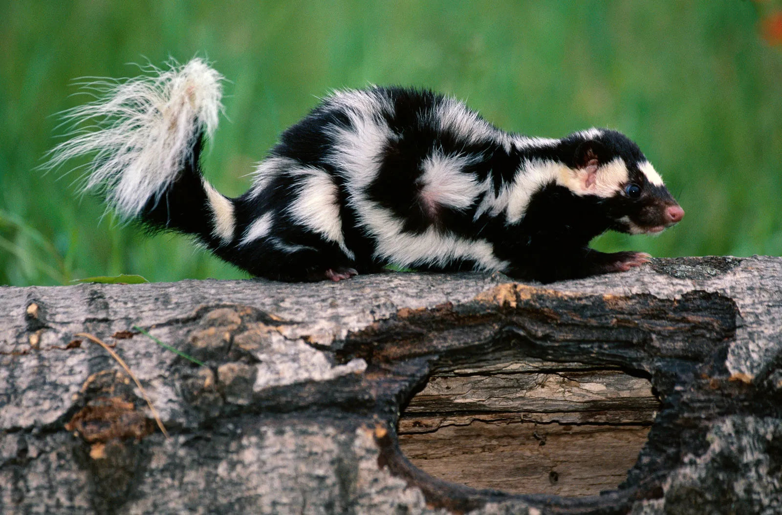 Housebreaking Skunks
