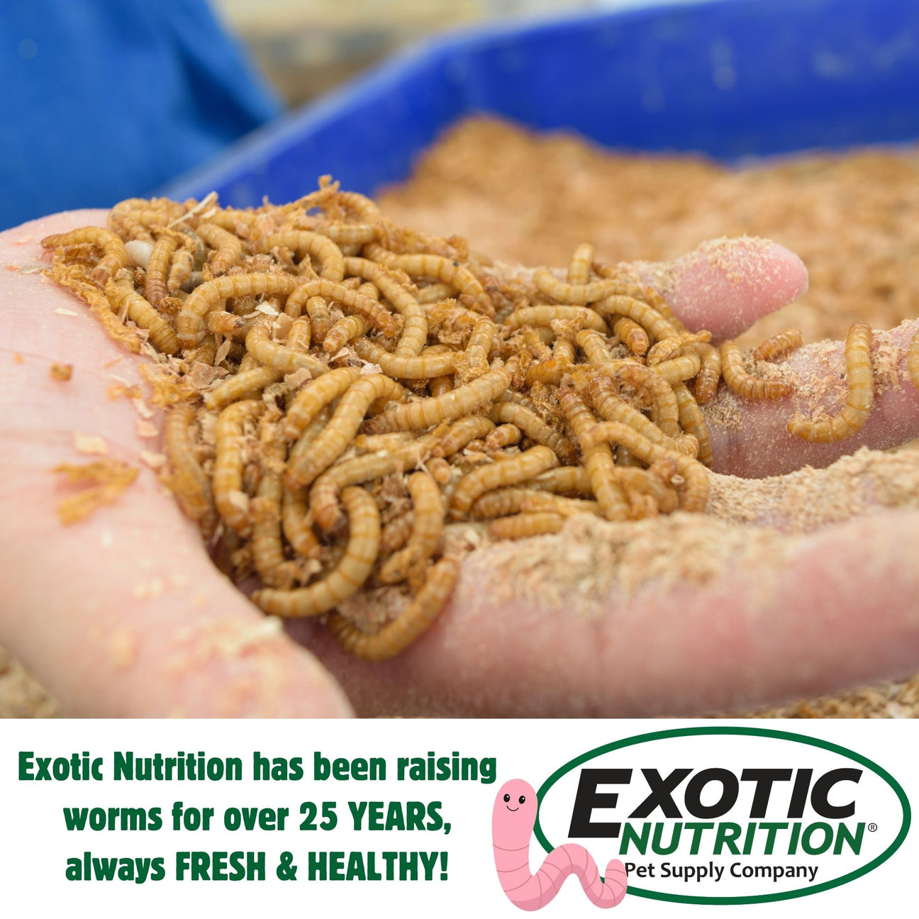 Mealworm Breeder Kit