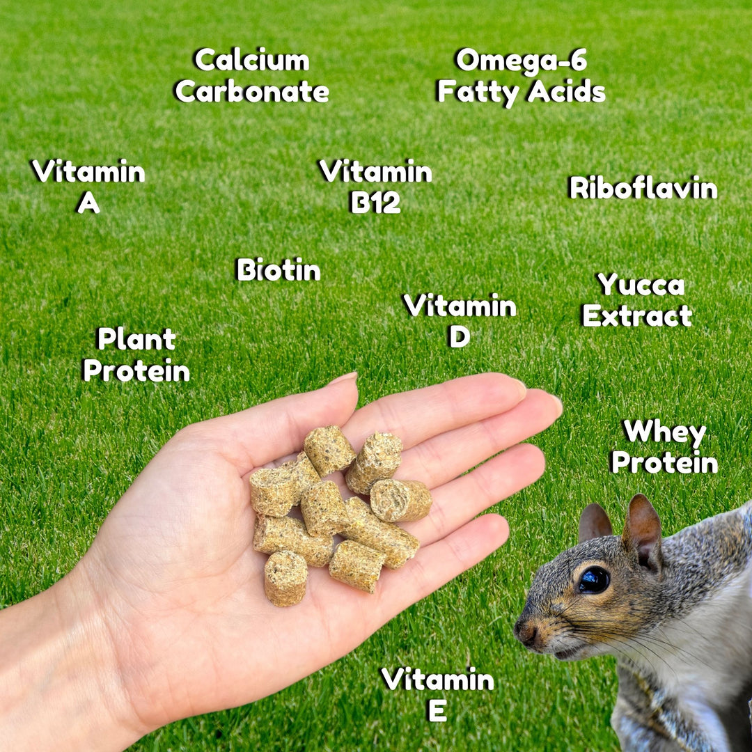 Premium Squirrel Blocks— Apple Flavor