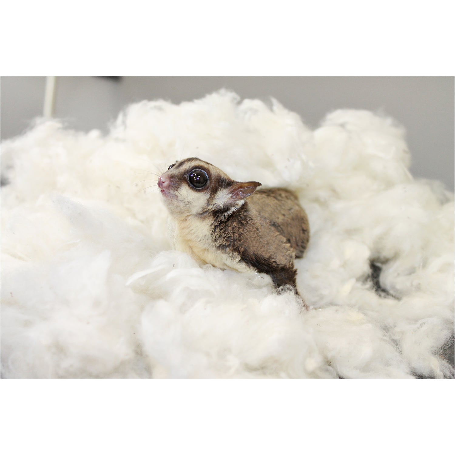 All-Natural Nesting Material