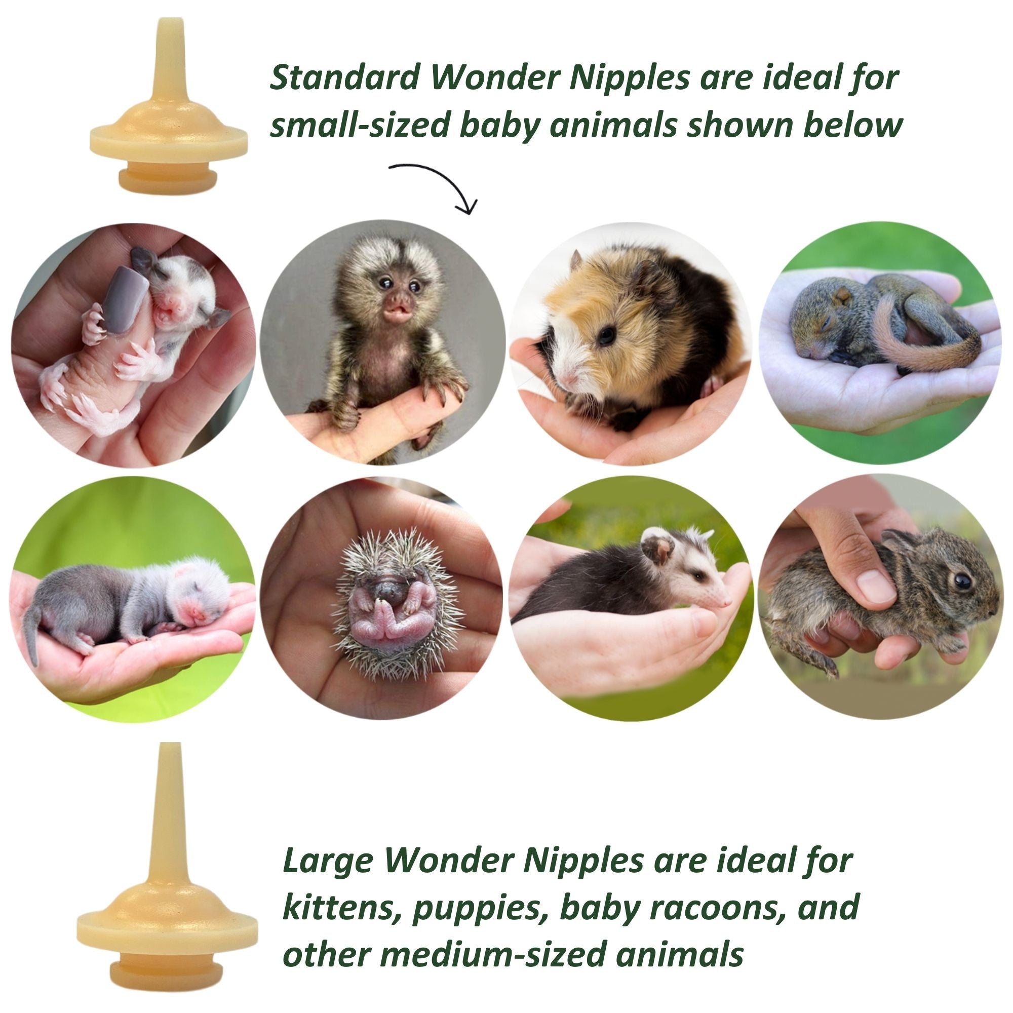 Baby Squirrel Nursing Set