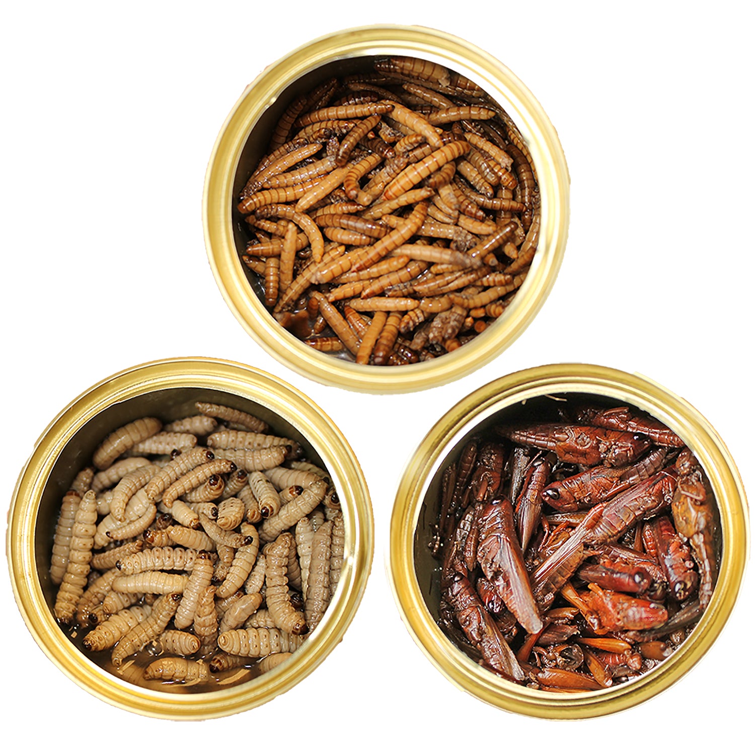 Canned Insect Assortment