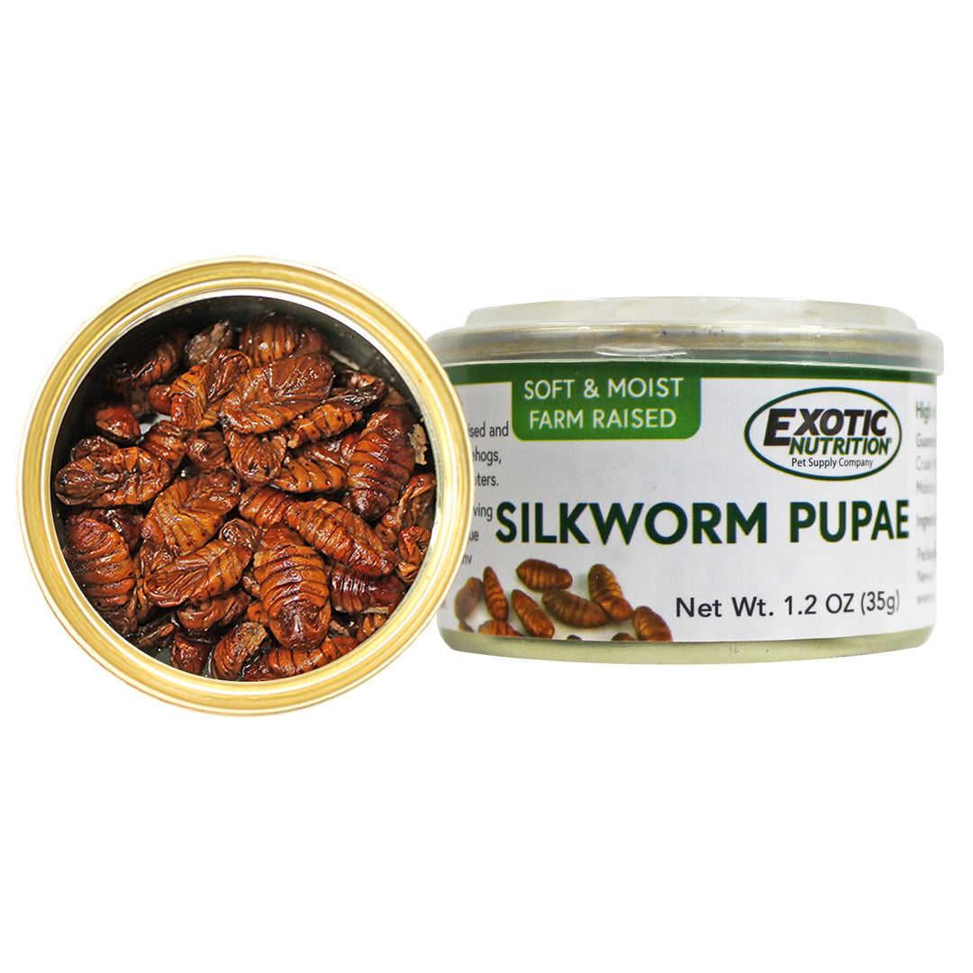 Canned Silkworm Pupae