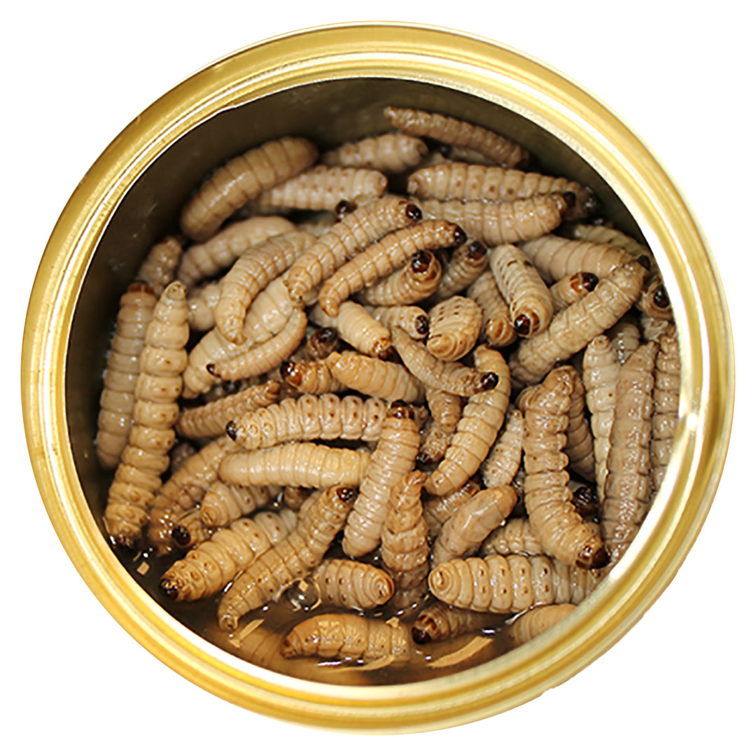 Canned Wax Worms
