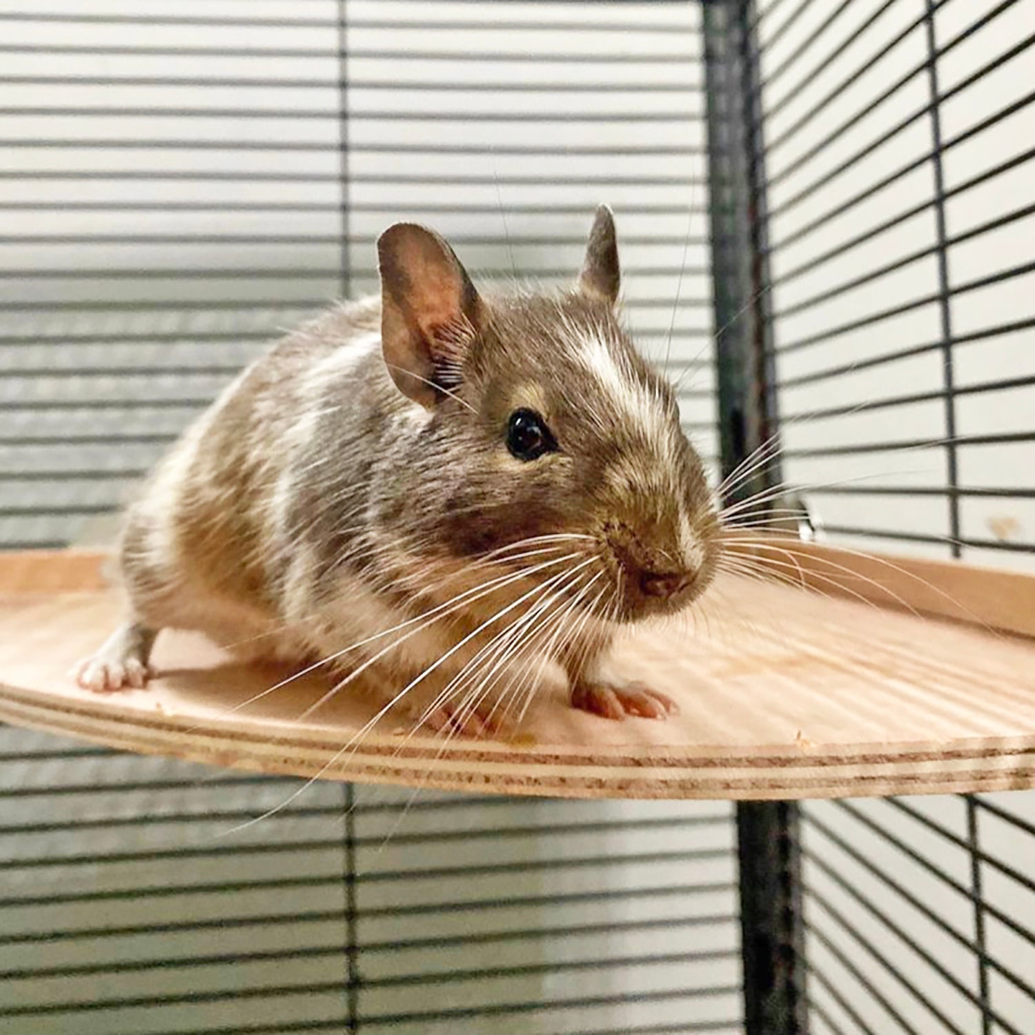 Wood Corner Platform